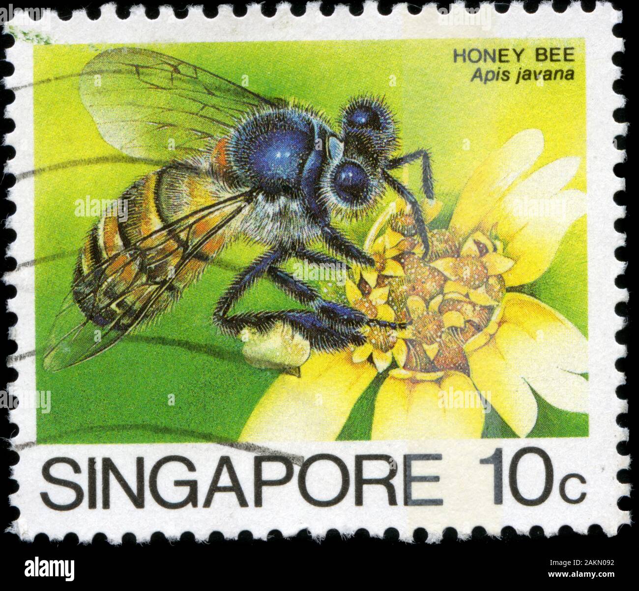 High resolution bee image hi-res stock photography and images - Alamy