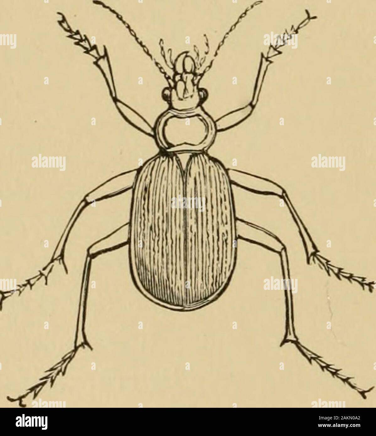 Insects injurious hi-res stock photography and images - Alamy