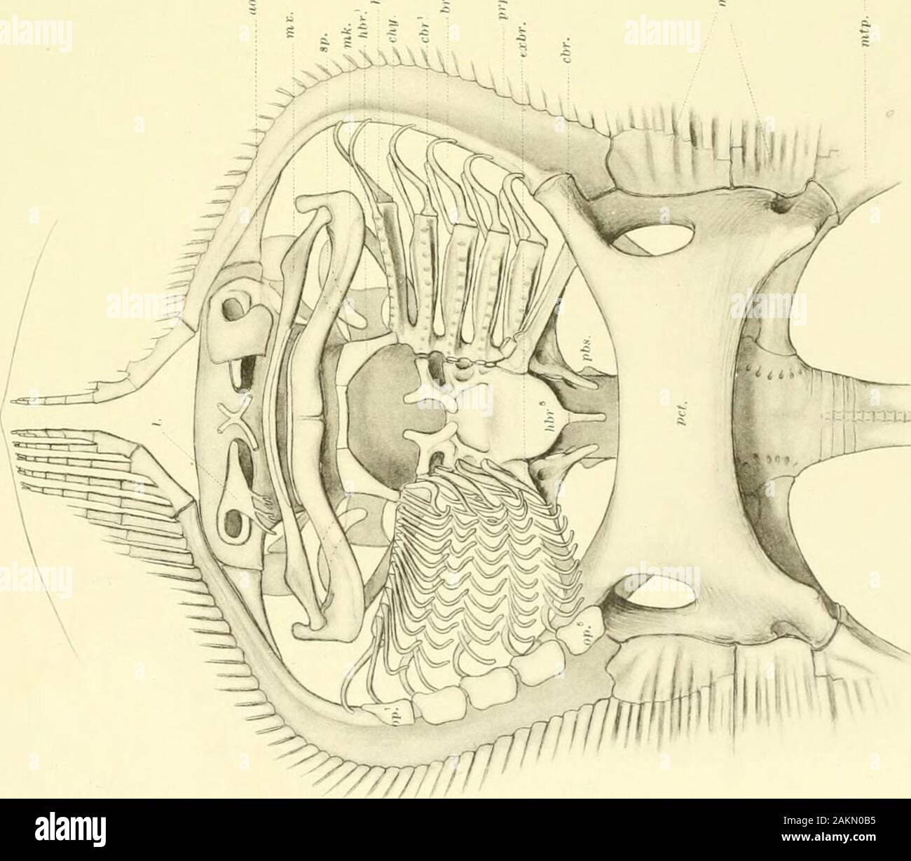 E maculatus hi-res stock photography and images - Alamy