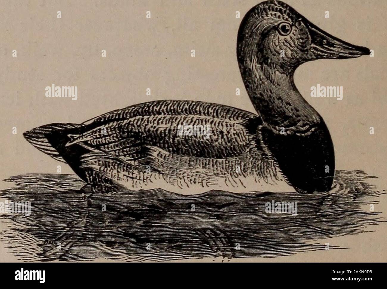 Natural history of animals; . Fig. i. — Deer — American Elk.. Fig. 2 ...