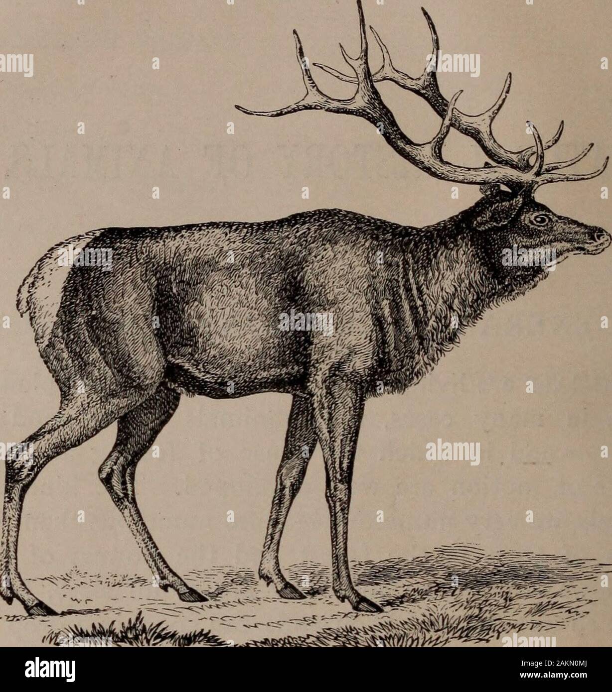 Natural history of animals; . and thepower of motion are well developed ...