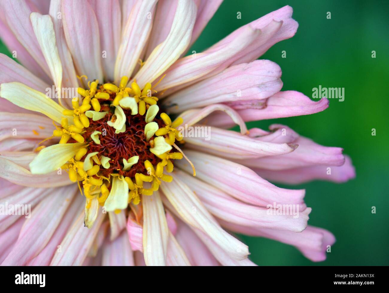 Close up of a pink Zinnia elegans flower petals and centre. Single ...
