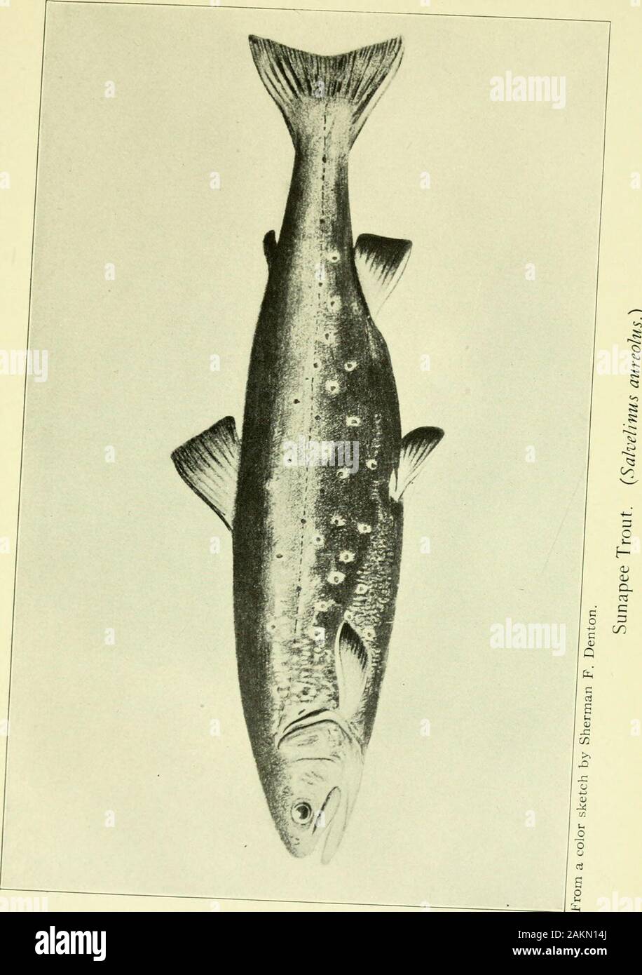 Sunapee Golden Trout