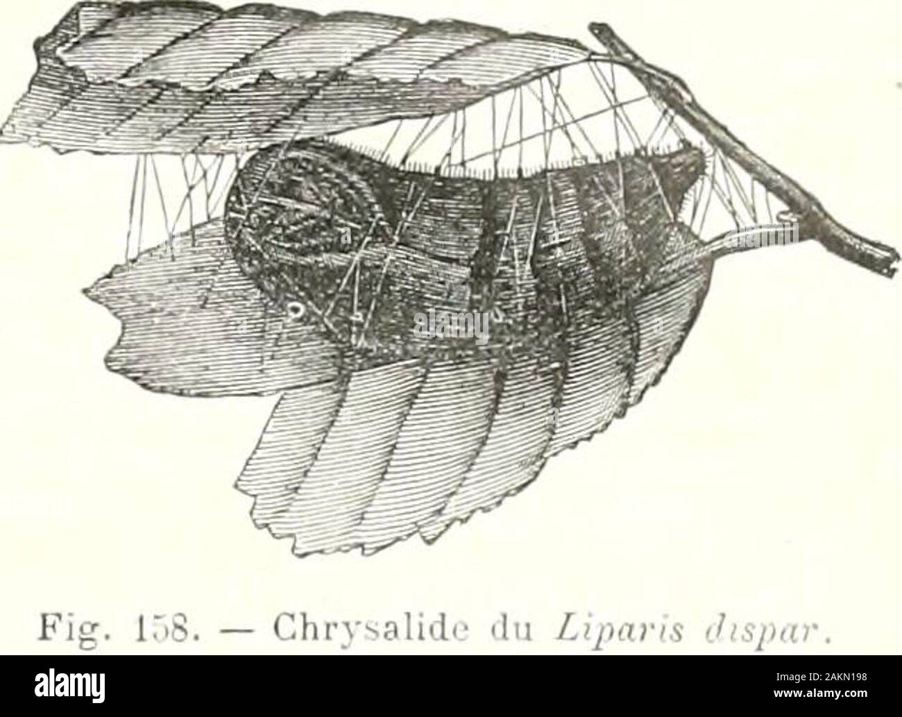 Se transformer hi-res stock photography and images - Alamy