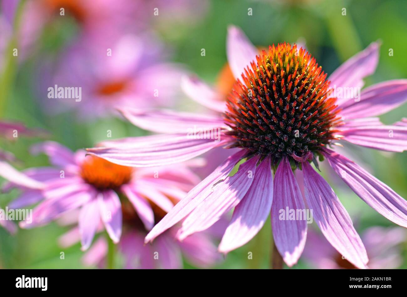 Coneflower close up hi-res stock photography and images - Alamy
