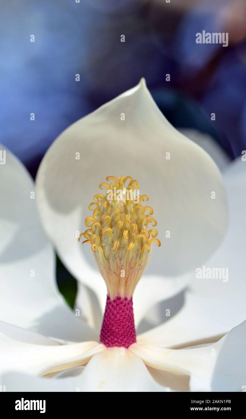 Closeup of a magnolia grandiflora flower central receptacle with ...