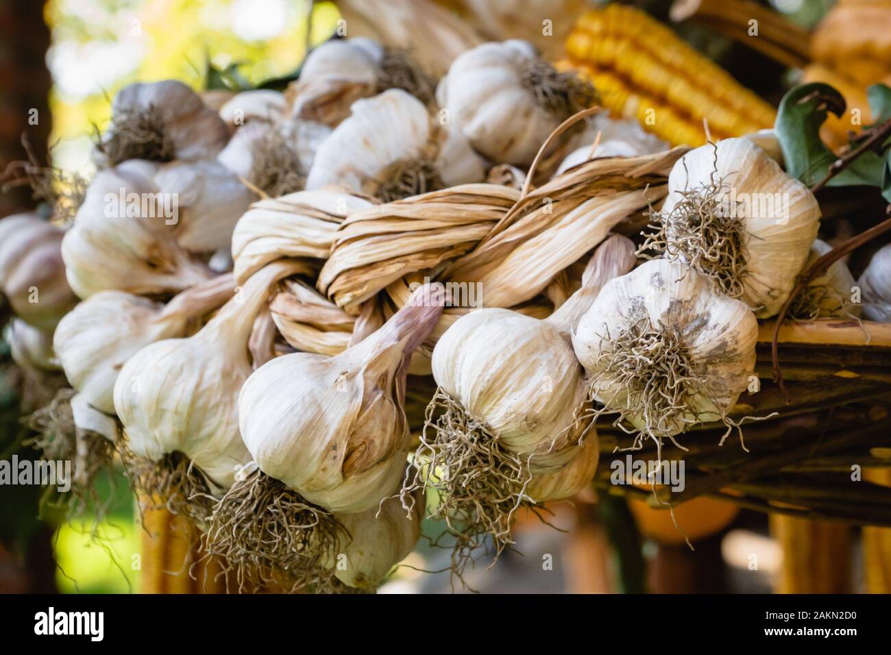 garlic hanging dry outdoor market. organic garlic - healthy vegetarian ...