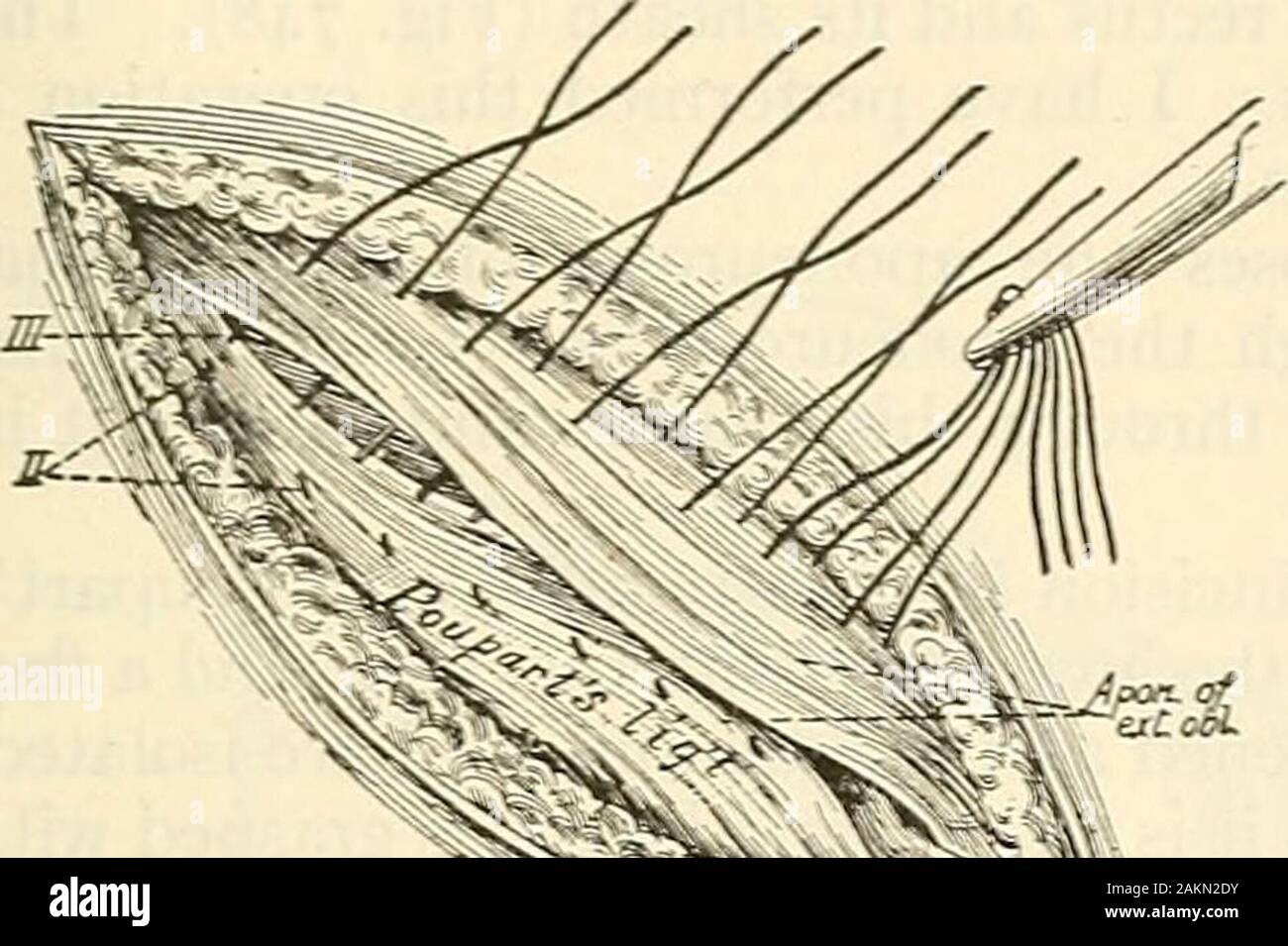 Cremaster muscle hi-res stock photography and images - Alamy