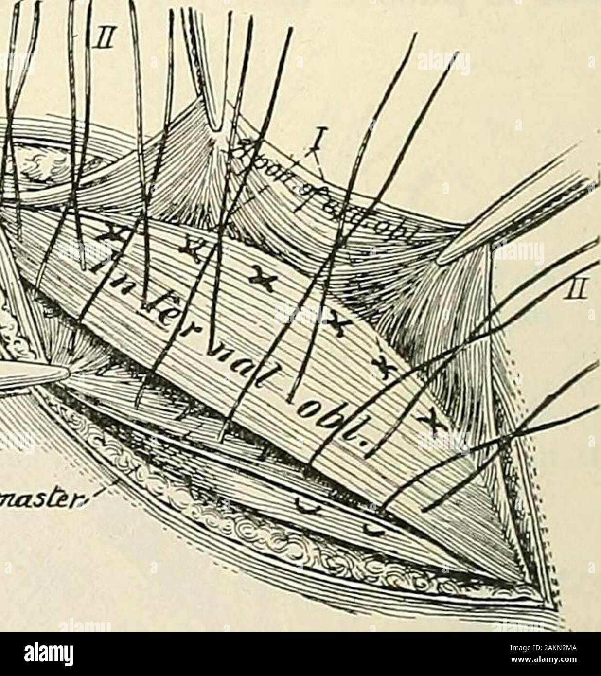 Cremaster muscle hi-res stock photography and images - Alamy