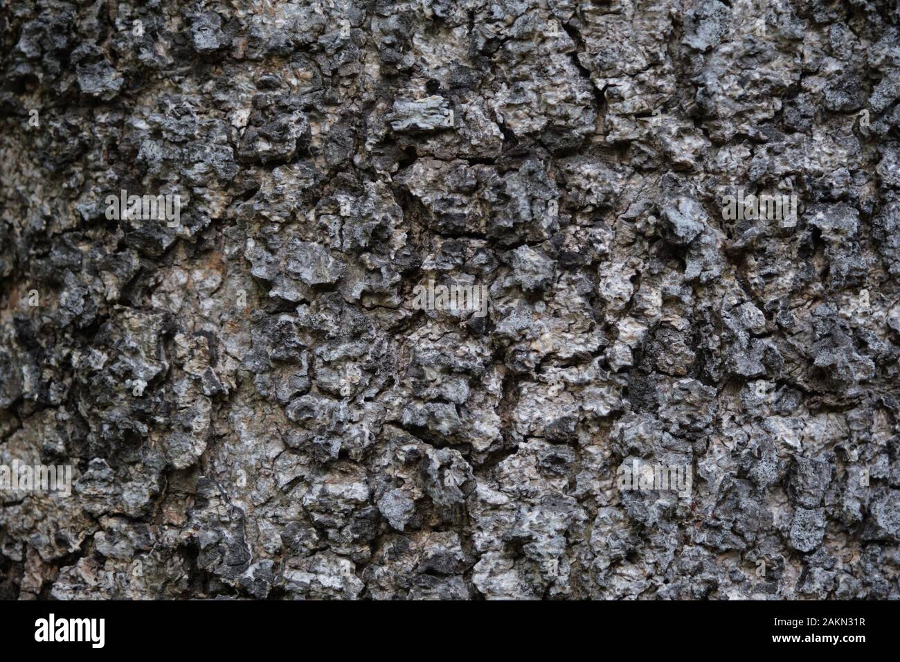 The Texture of rough tree skin surface. Texture of rough tree skin ...