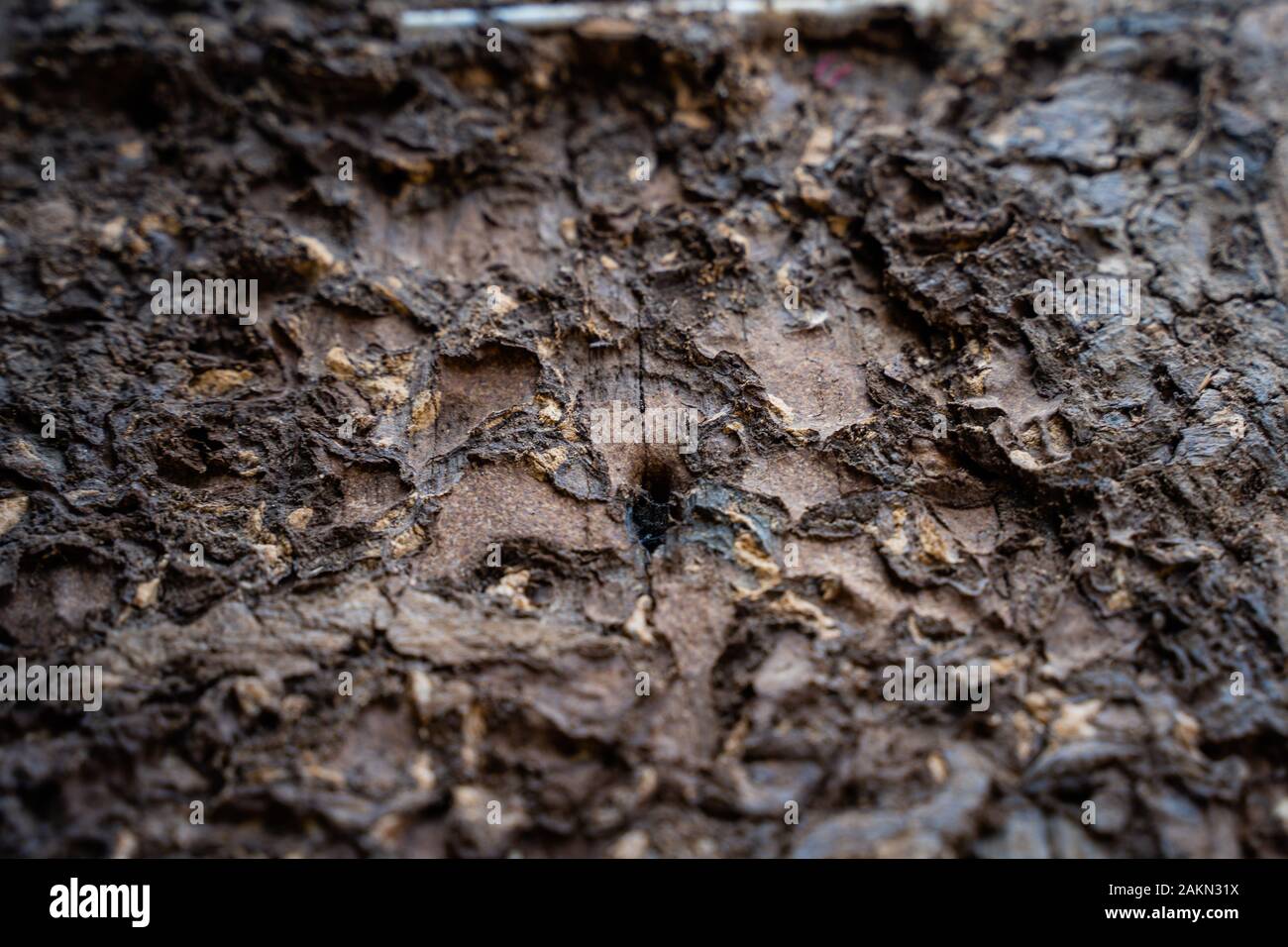 The Termite infested wood close up. Termite infested wood surface close ...