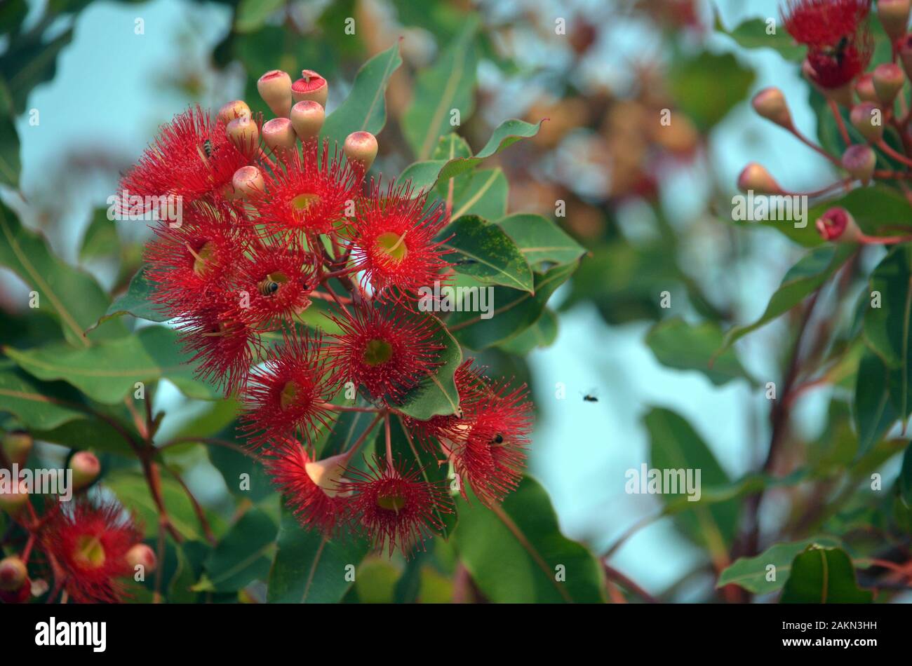 Red flowering gum tree blossoms, Corymbia ficifolia Wildfire variety ...