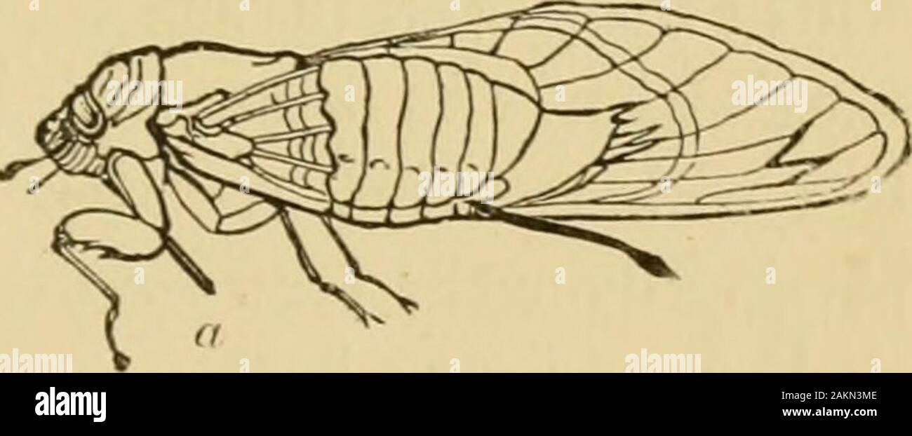 Wingedinsects hi-res stock photography and images - Alamy