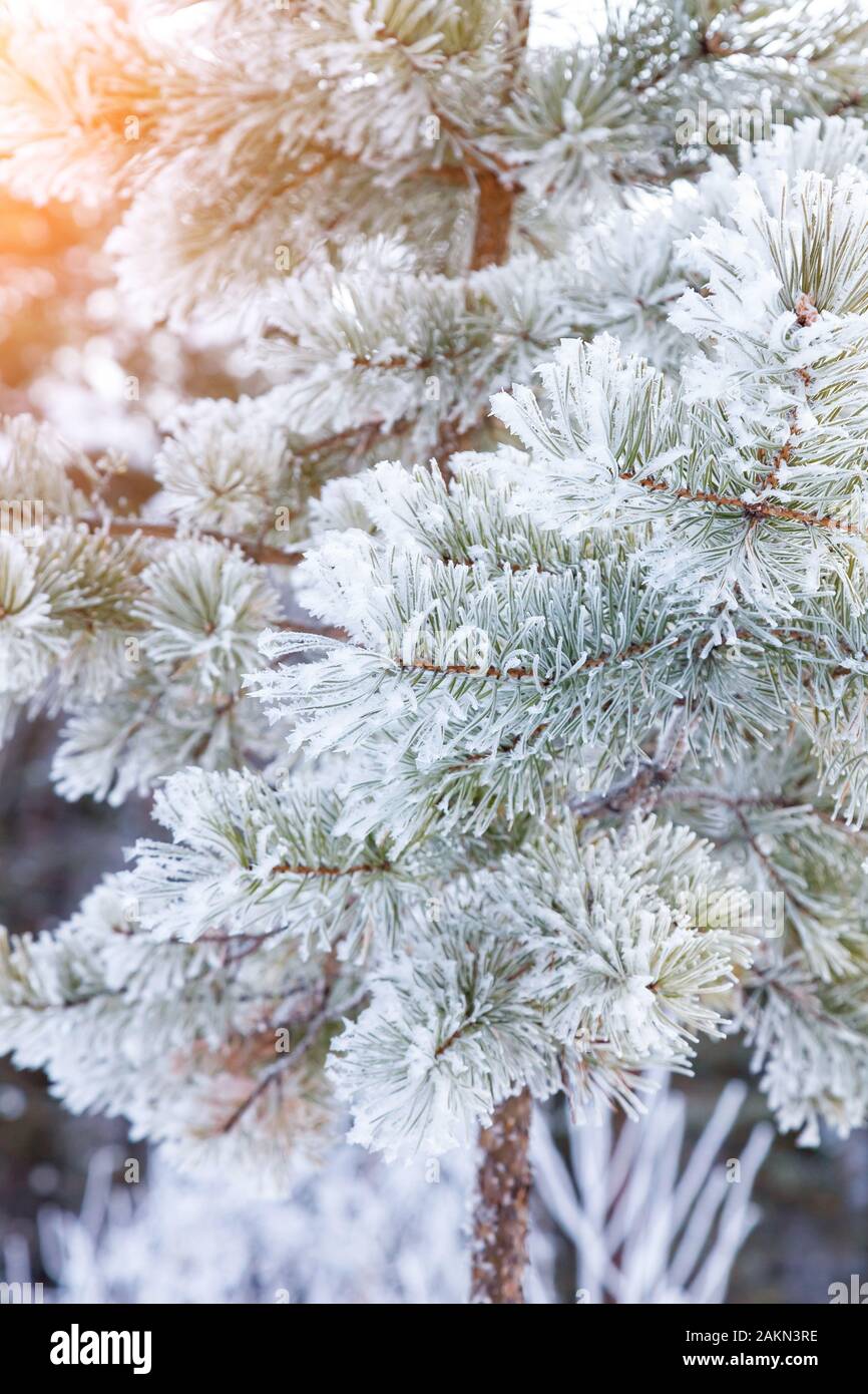 Closeup on a fir tree branch with ice frozen on leaves and needles ...