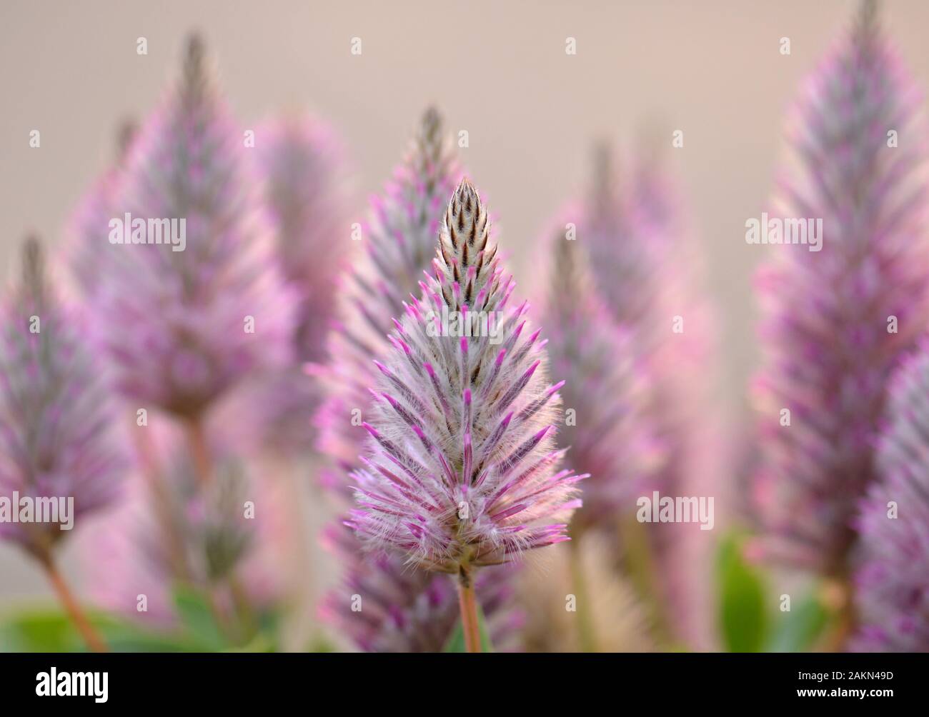 Feathery Australian native purple Ptilotus exaltatus flowers, family ...