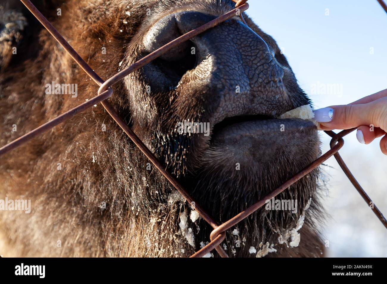 Cow Head Stuck High Resolution Stock Photography and Images - Alamy