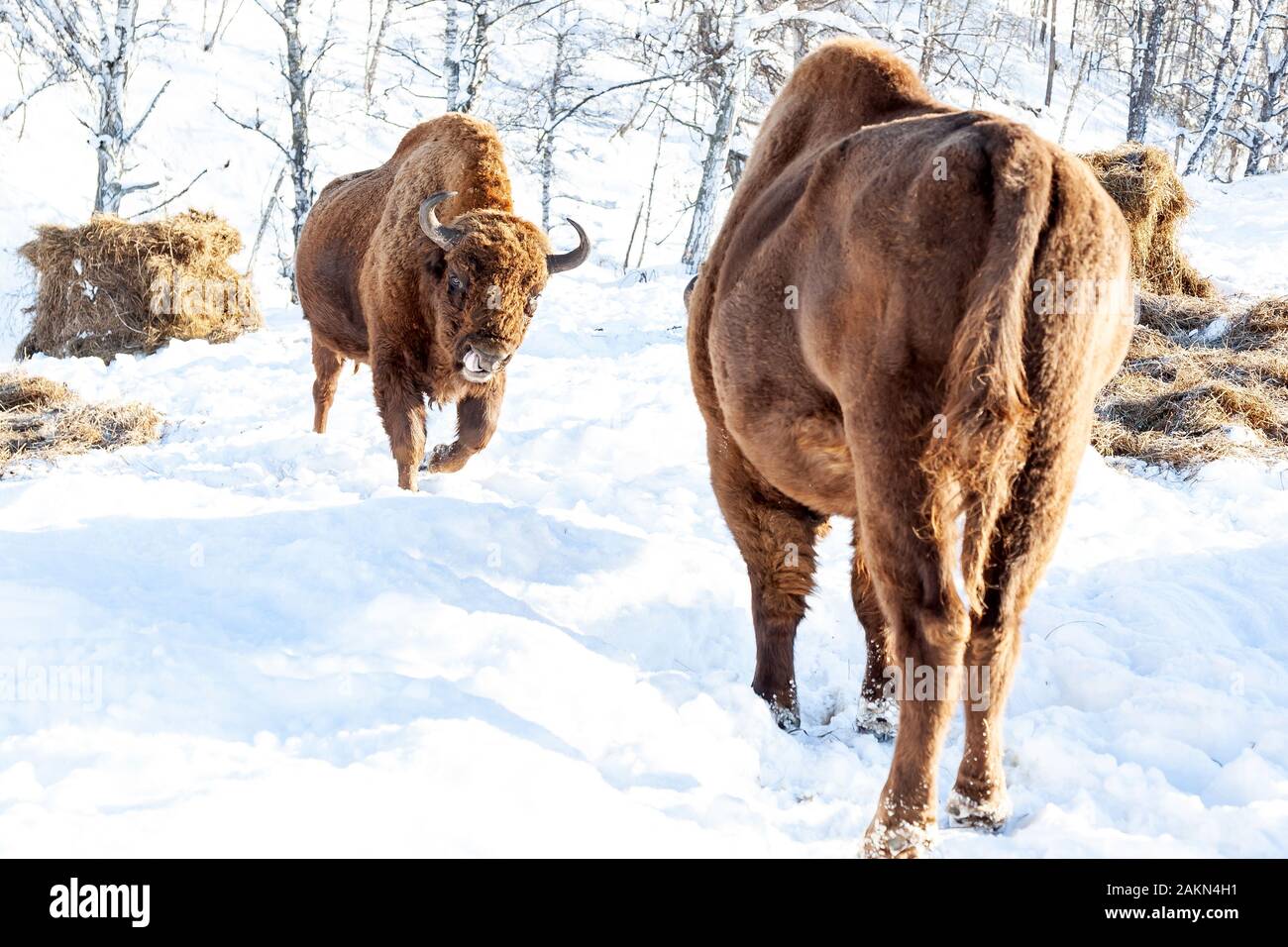 Fight of two brown bison bulls running at each other in the winter on ...