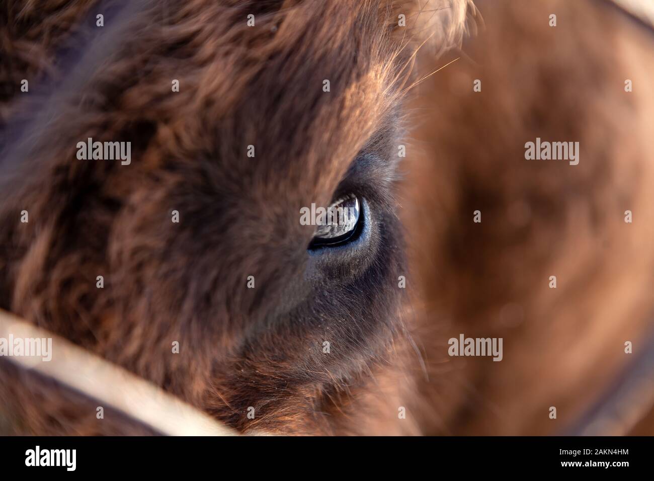 Close-up on the big eye of an animal, bull, bison, cow or horse with ...