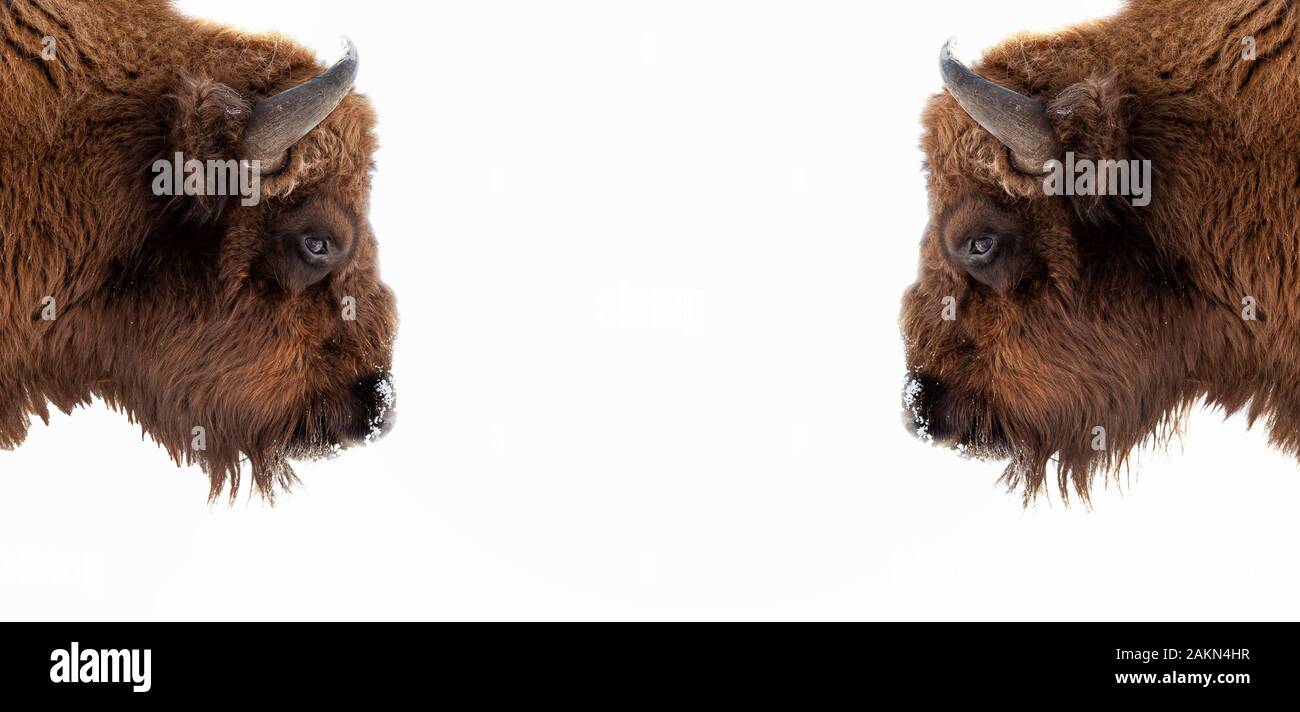 Bull butting hi-res stock photography and images - Alamy