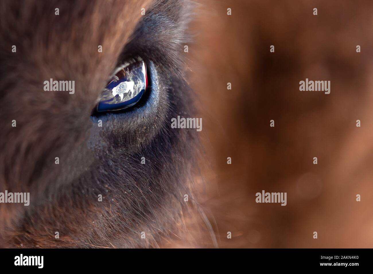 American bison flag hi-res stock photography and images - Alamy