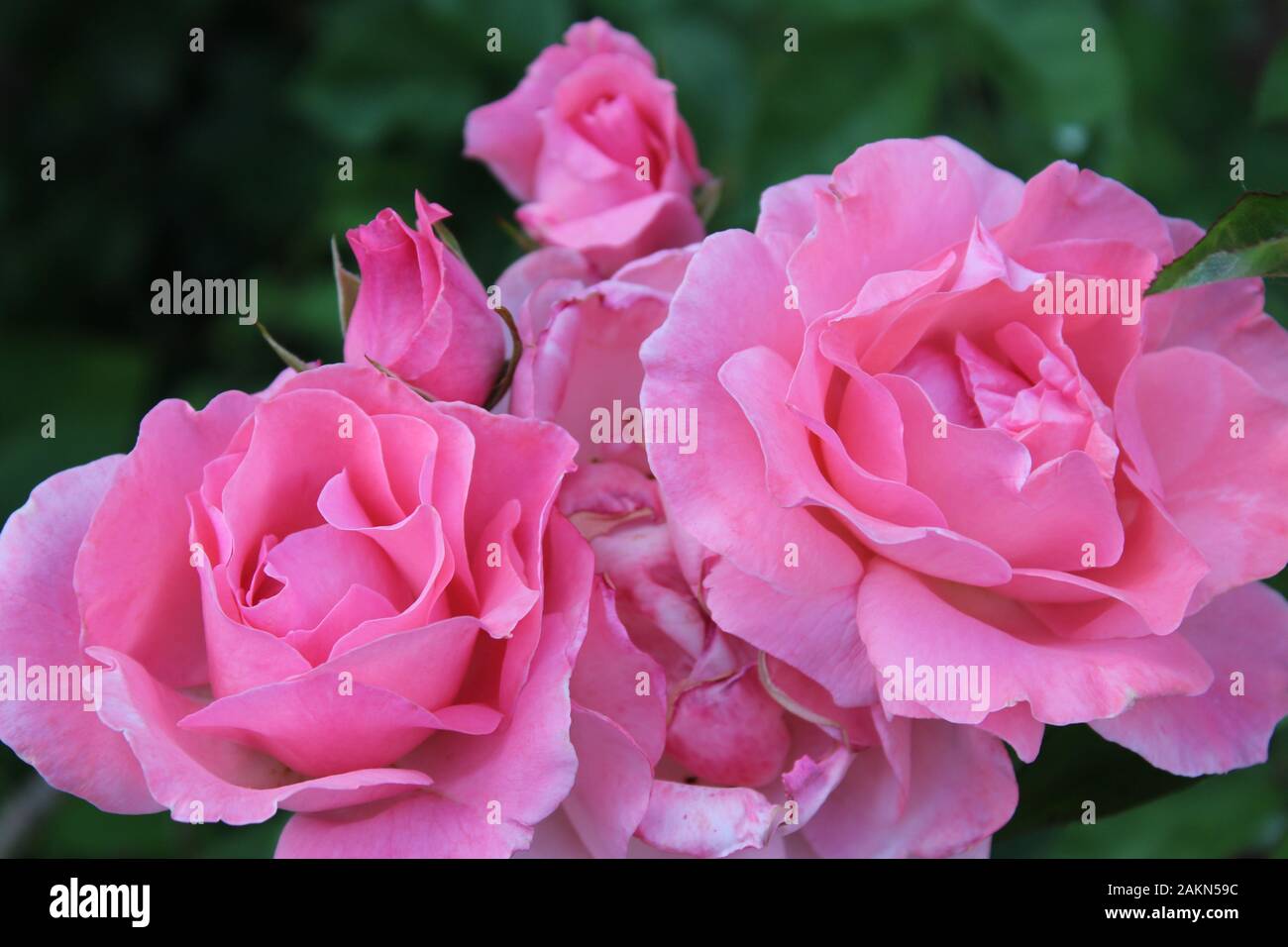 Lovely roses in bloom Stock Photo - Alamy