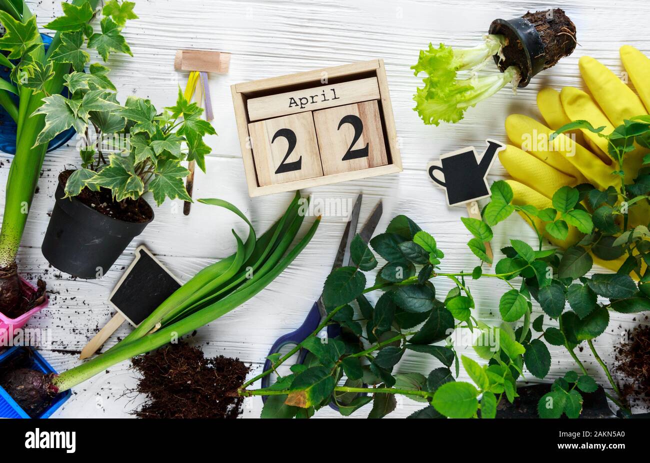 Young plants in pots, watering can, gloves for pottering on white ...