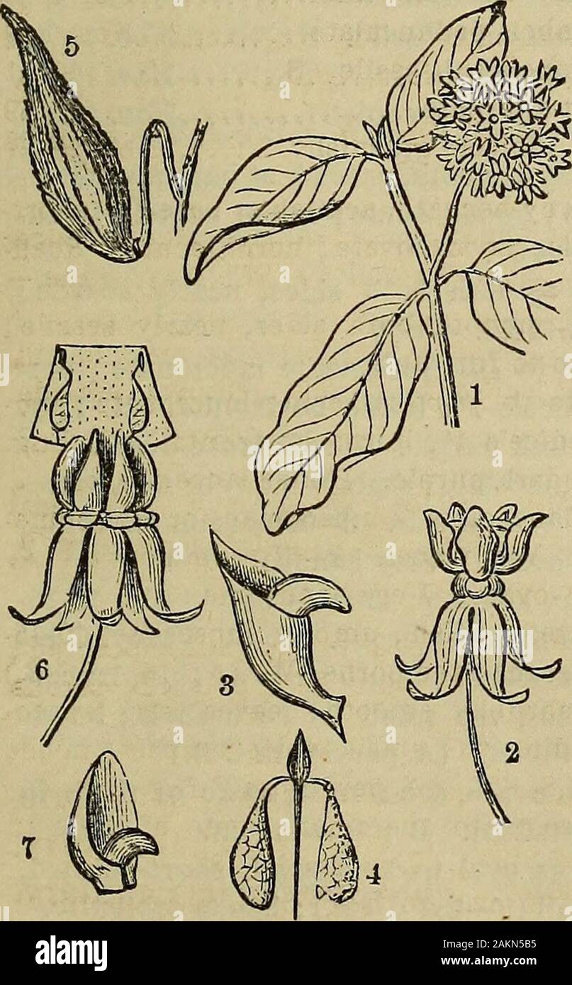 The American botanist and florist; including lessons in the structure ...