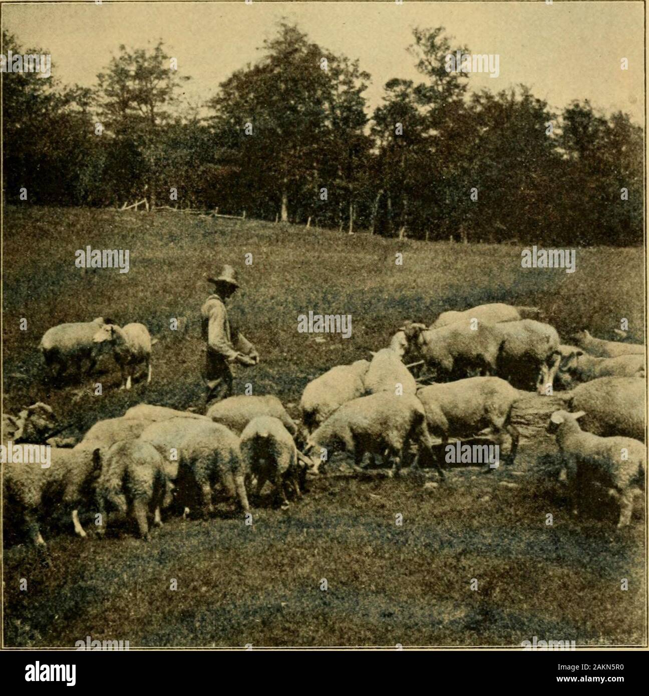 The care of animals : a book of brief and popular advice on the ...