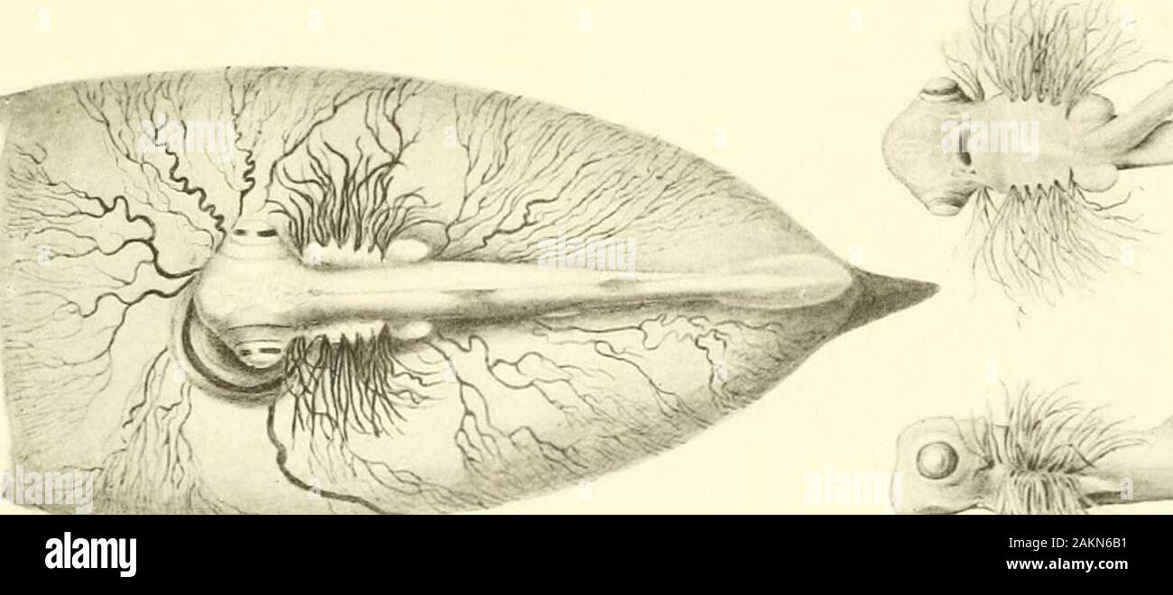 Four thirds of the length hi-res stock photography and images - Alamy