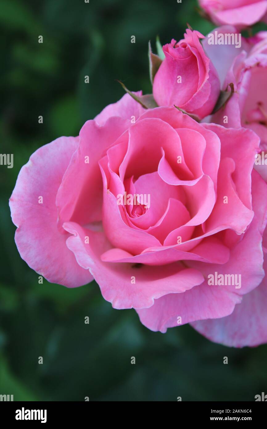 Buds and Blooms Stock Photo - Alamy