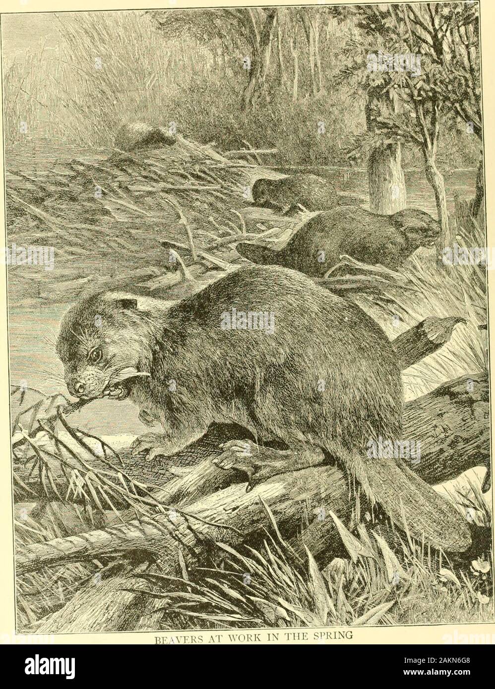 Ostrich digestion hi-res stock photography and images - Alamy