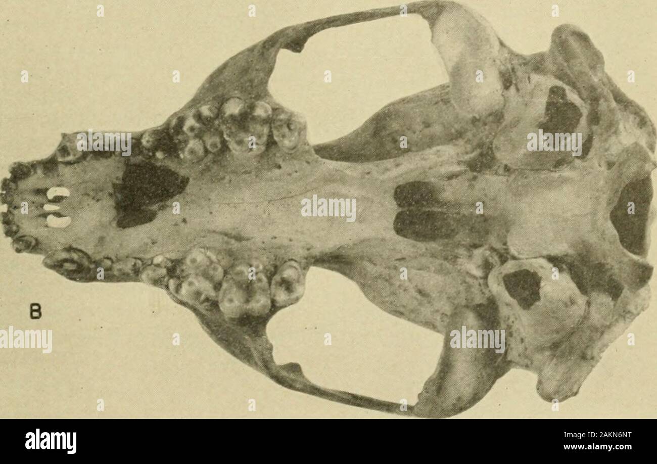 Ursus californicus hi-res stock photography and images - Alamy