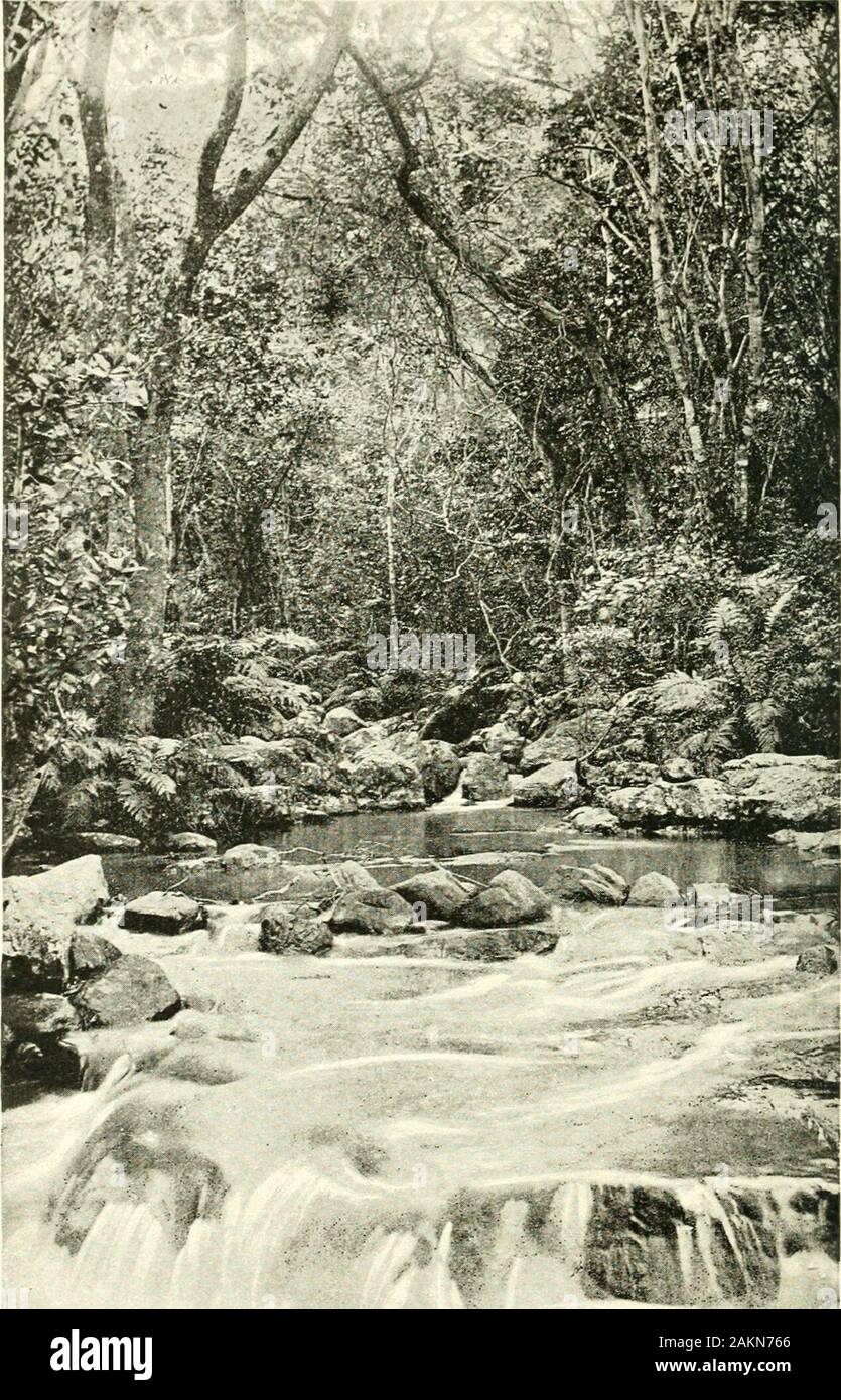 Pinetown hi-res stock photography and images - Alamy