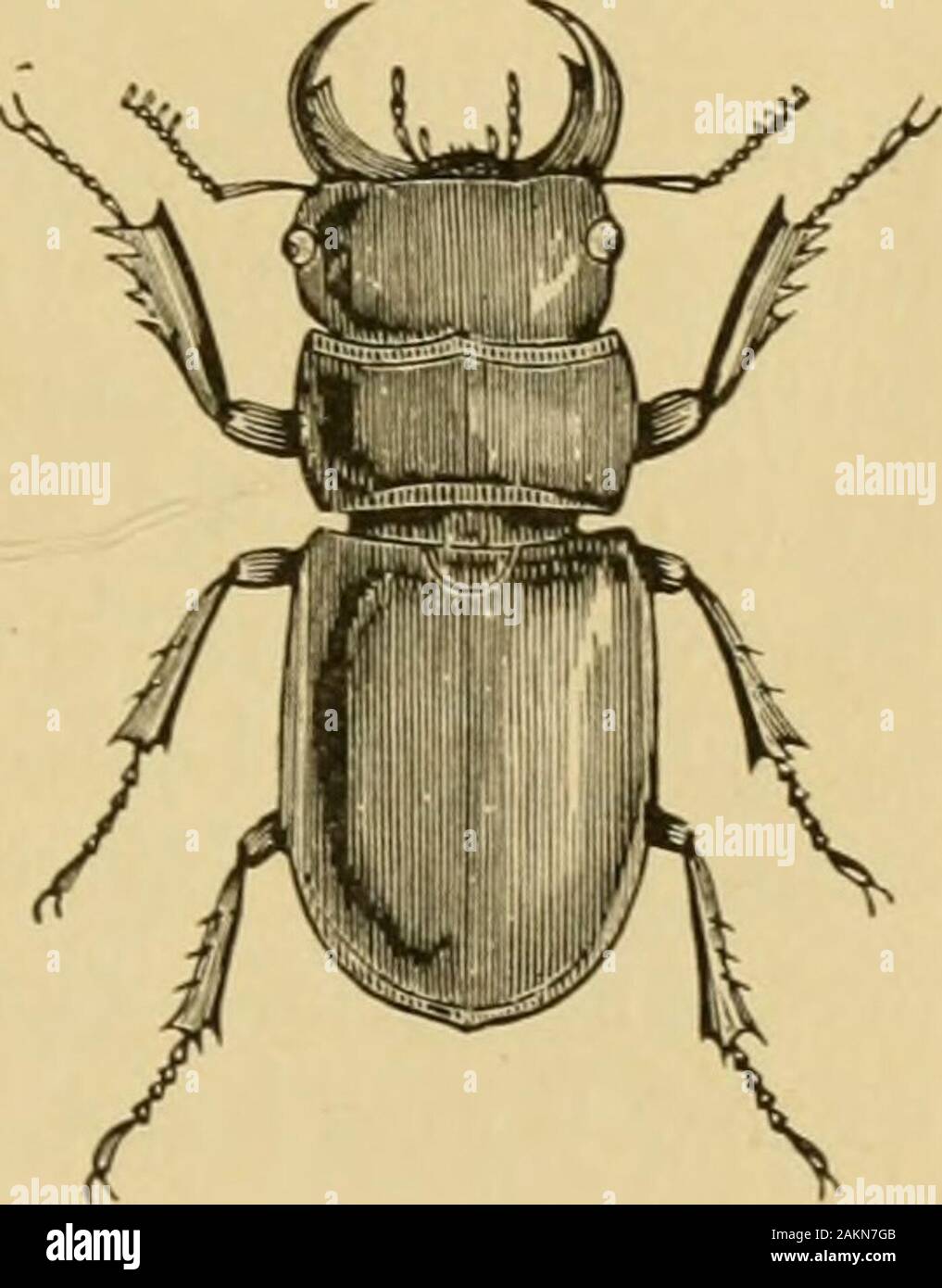 Powerful beetle mandibles hi-res stock photography and images - Alamy