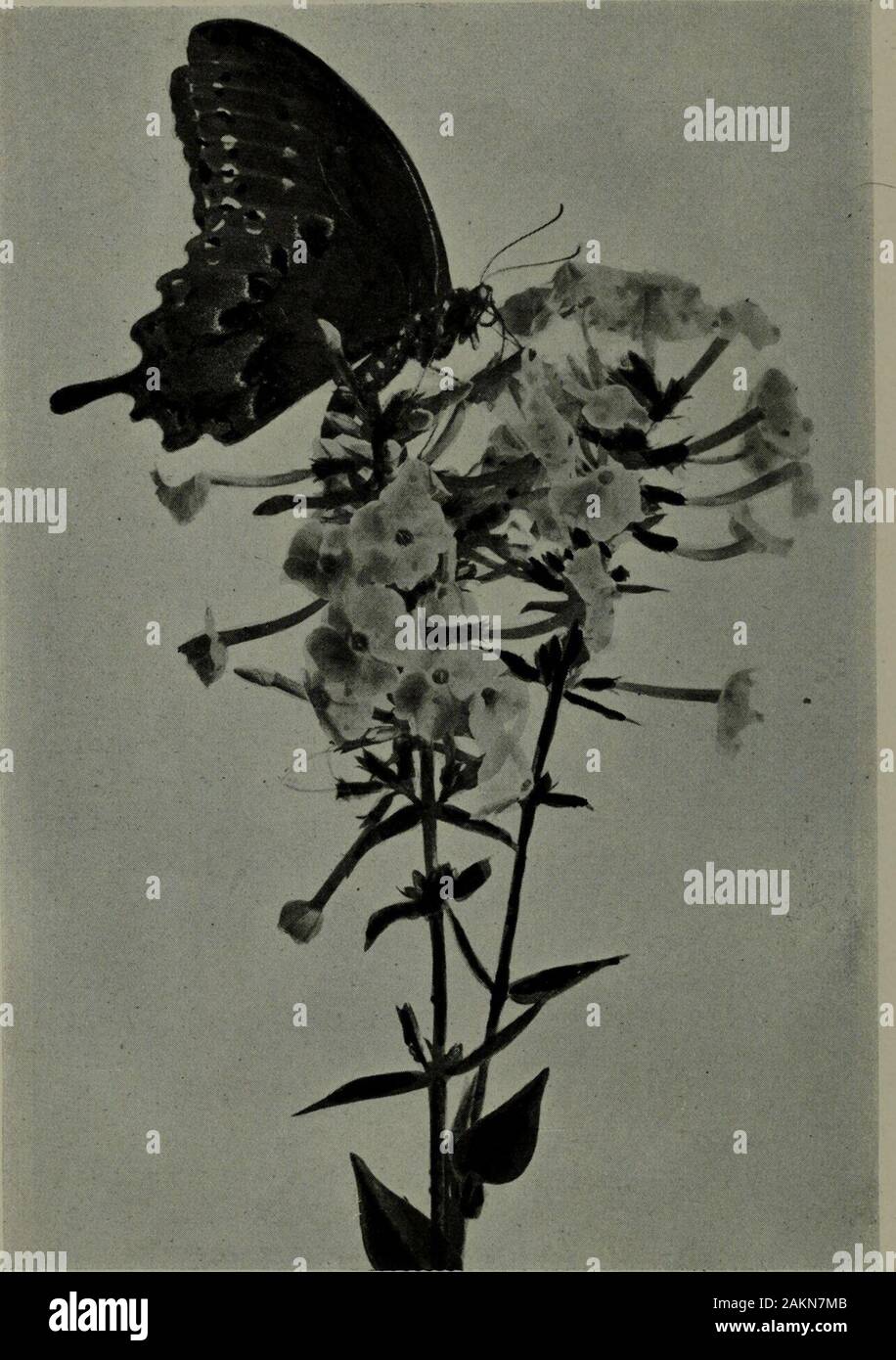 Definite article hi-res stock photography and images - Alamy