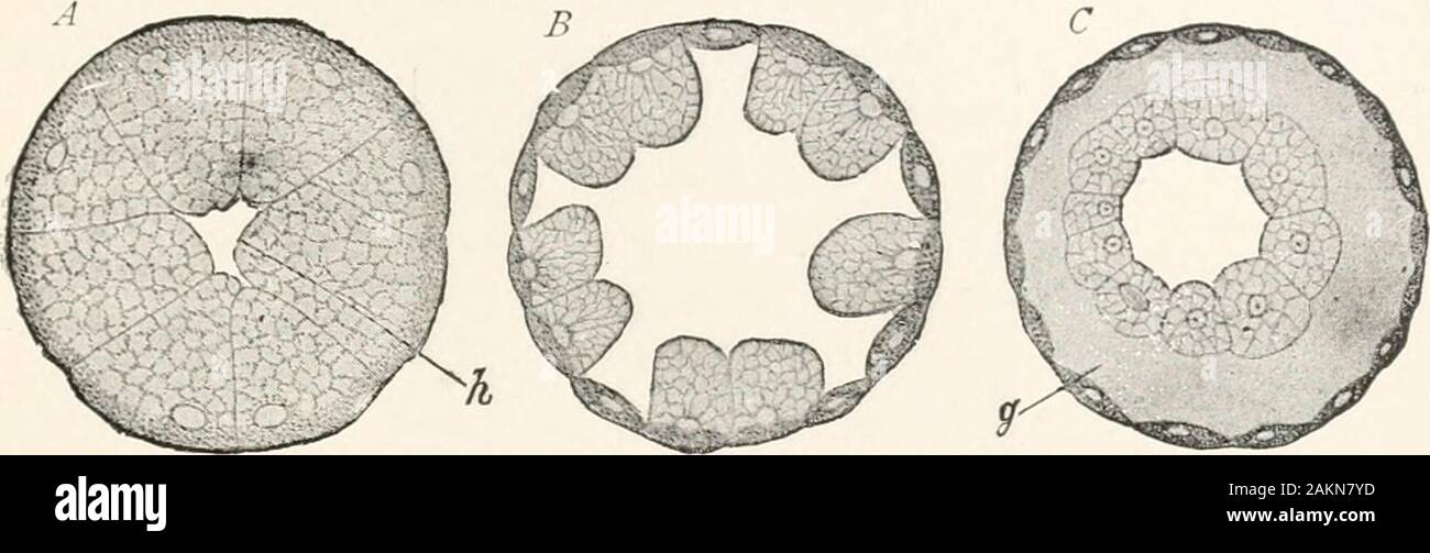 Two Embryonic Layers