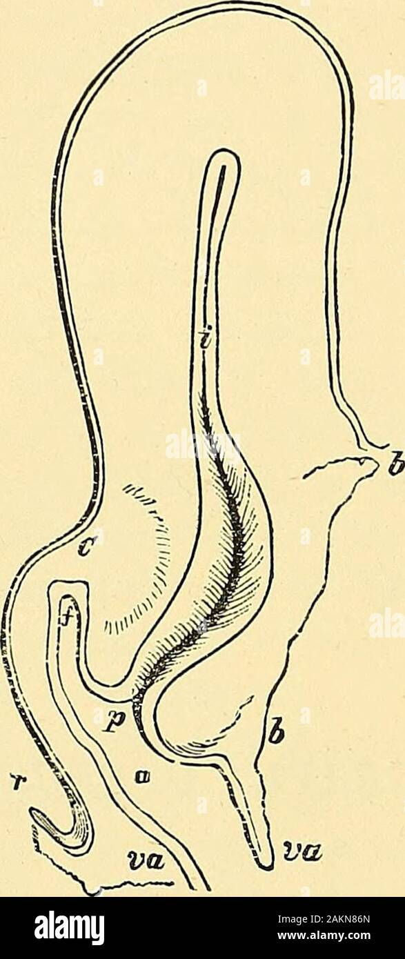 Peritoneum the bladder hi-res stock photography and images - Alamy