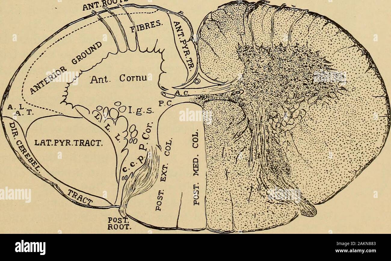 Muscle ant hi-res stock photography and images - Alamy