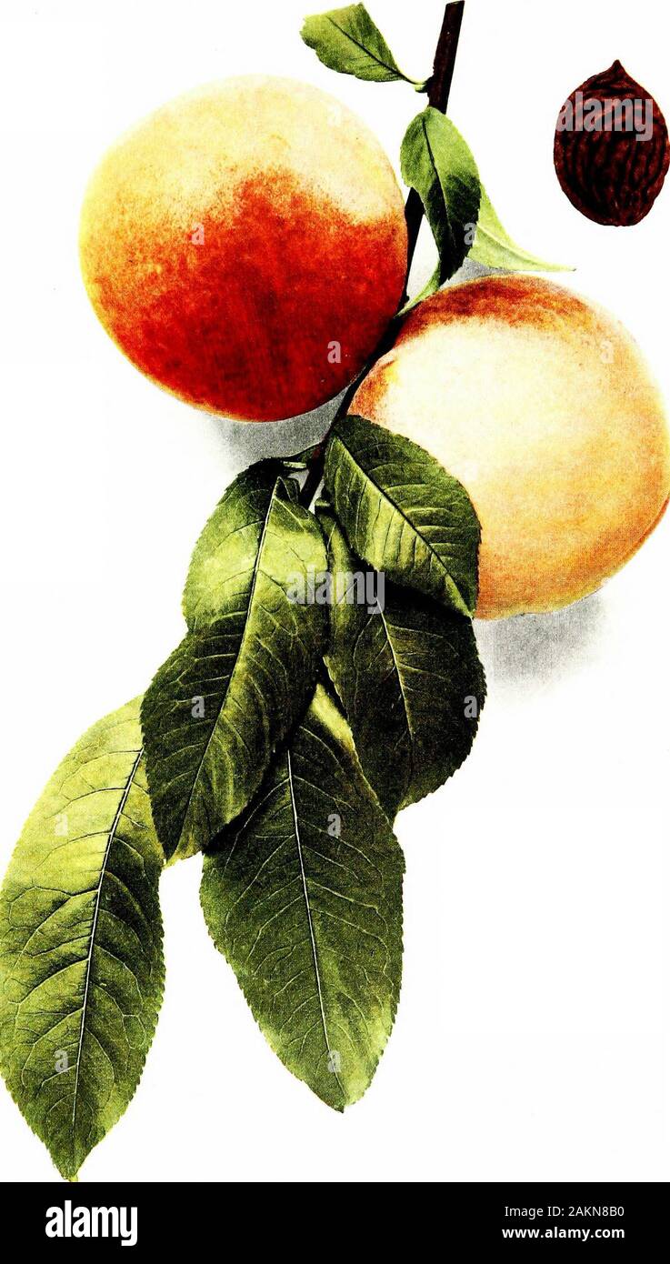 Center five peaches hi-res stock photography and images - Alamy