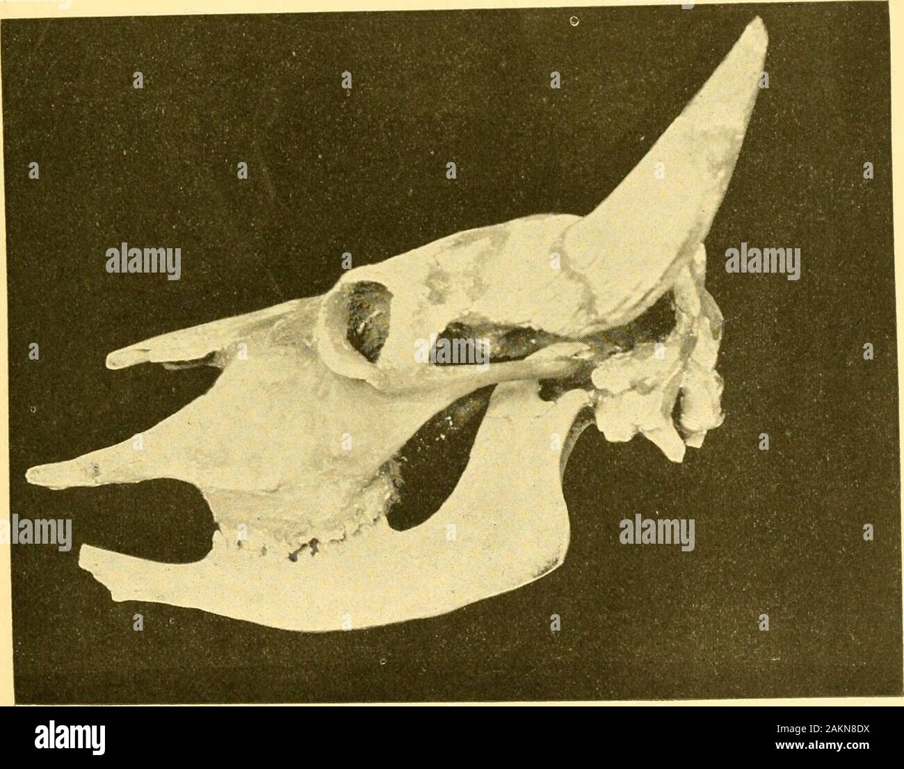 Kansas University quarterly . Fig. I.Bison Antiquus Leidy,. Fig. 2 ...