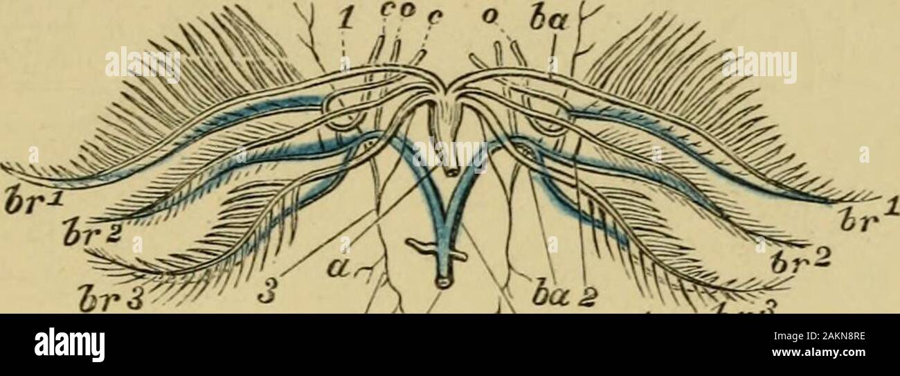 The common frog . bulbus aorta;; c, common roots of the firstaortic ...