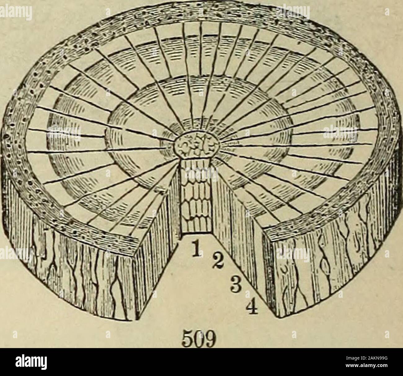 Endogenous stem hi-res stock photography and images - Alamy