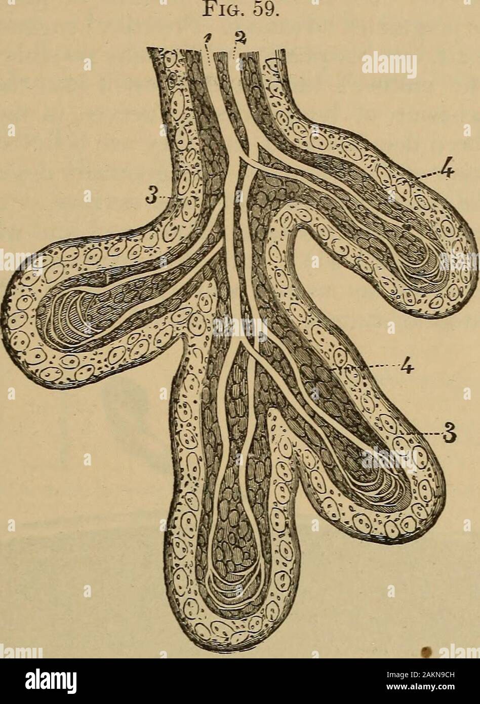 Capillary loop hi-res stock photography and images - Alamy