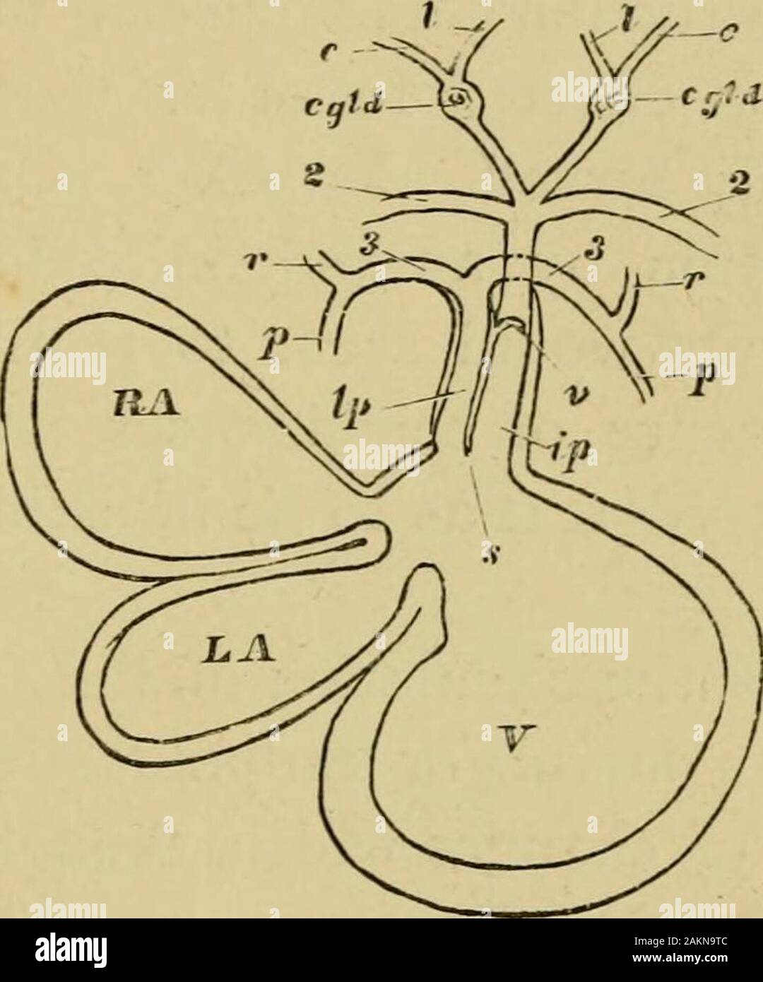 The common frog . Fig. 78.—Section of Heat ; a and b, opeiings of the ...