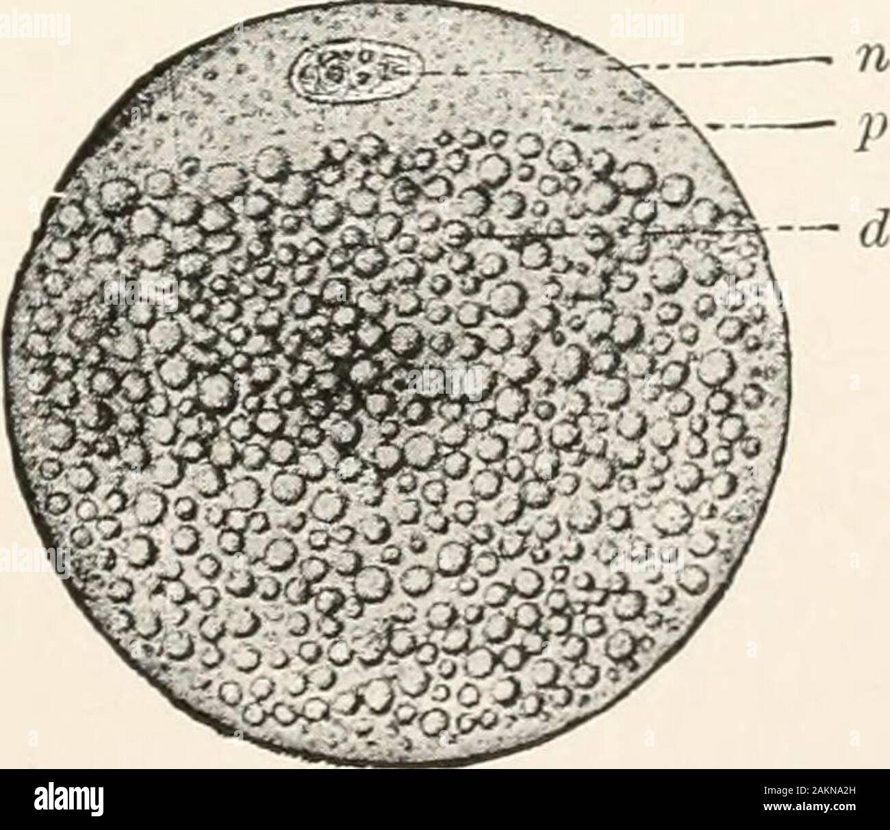 General principles of zoology . - n. FIG. 94. FIG. 95. FIG. 94 ...
