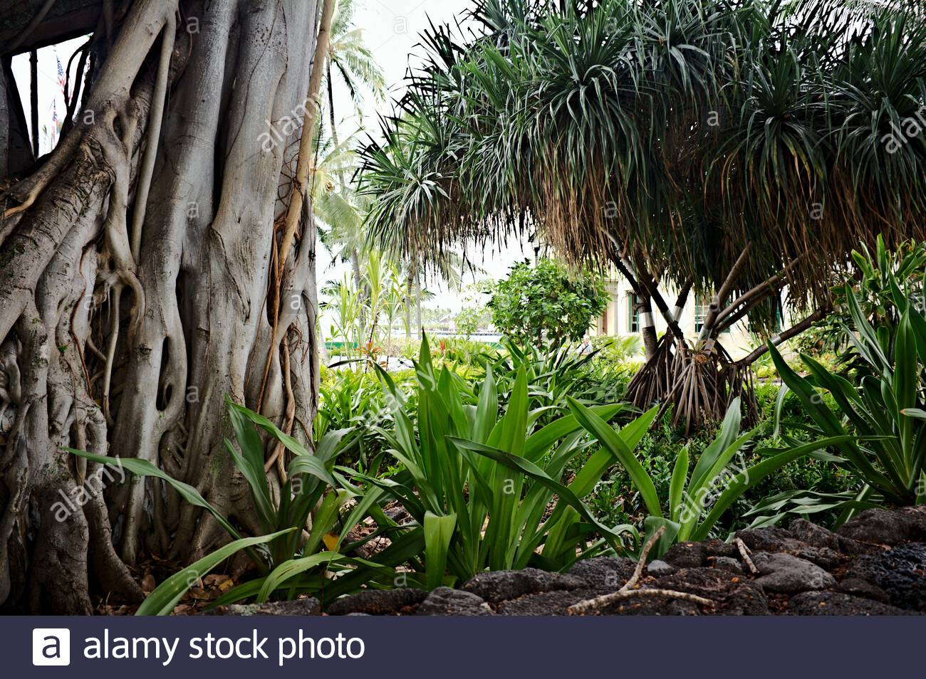 Vigorous High Resolution Stock Photography and Images - Alamy