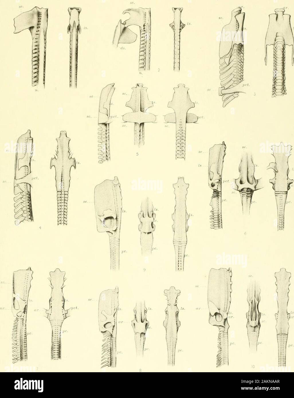 Chimaera callorhynchus hi-res stock photography and images - Alamy