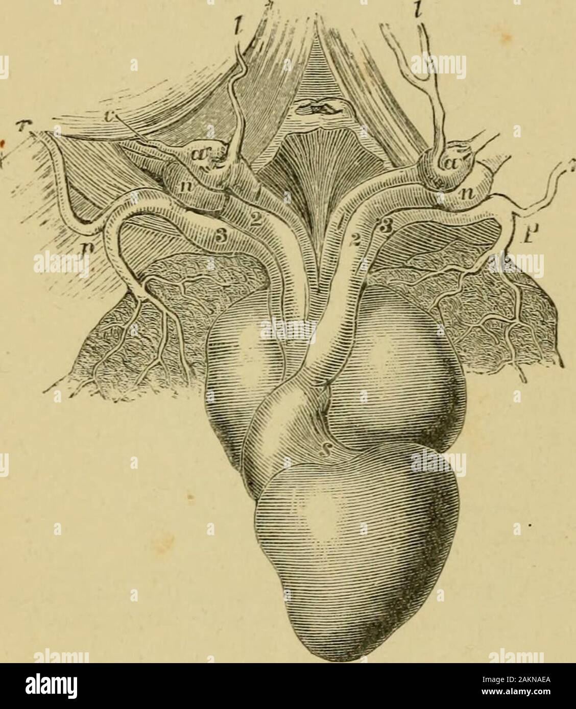 The common frog . -dividing into two arteries. The anterior of these ...
