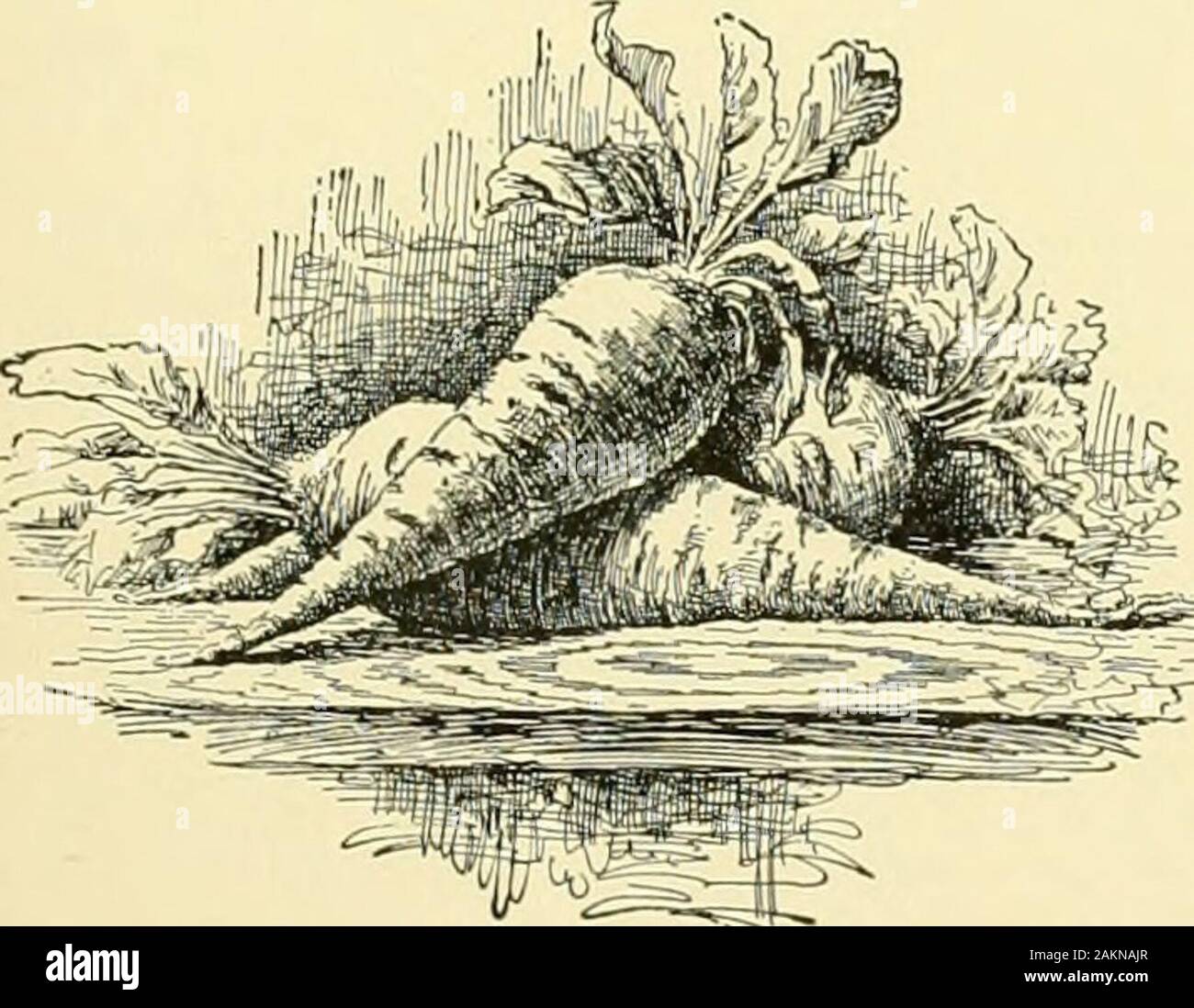 Beet diseases hi-res stock photography and images - Alamy