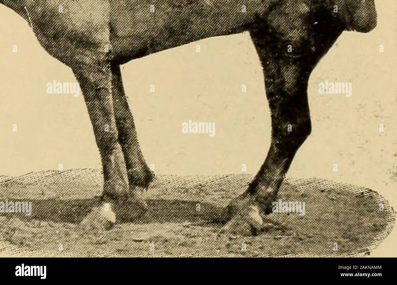 Puric hi-res stock photography and images - Alamy